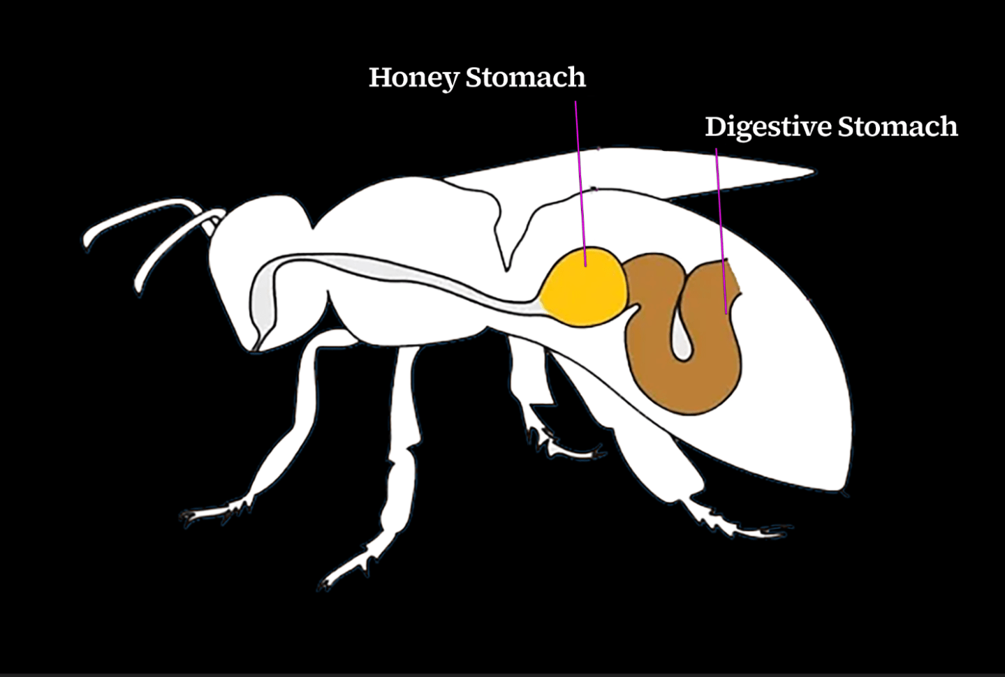 The Miracles of Al-Quran: Honey Bee – Infiniti Islam