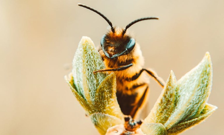 The Miracles of Al-Quran: Honey Bee – Infiniti Islam